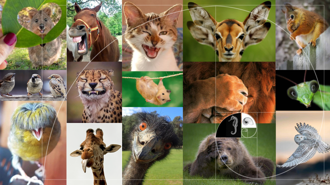 Biologika Animália I. - Az állatok szimbolikus-energetikai és evolúciós ...